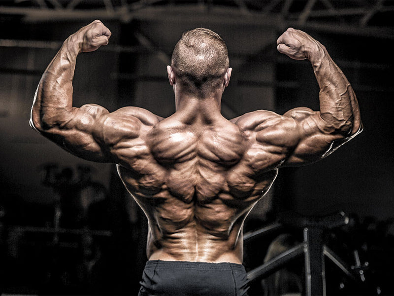 Journal - MuscleTech